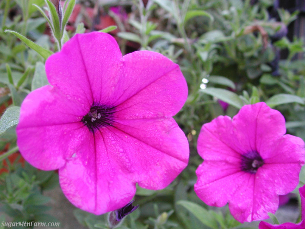 Phyllis Odessey: Shaving The Hairs Off A Stackys: Dr. Tijana Blanusa